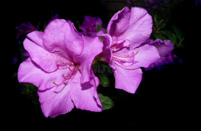 Flower, Pink, Violet, Purple Stock Image - Image of rhododendron, flora ...