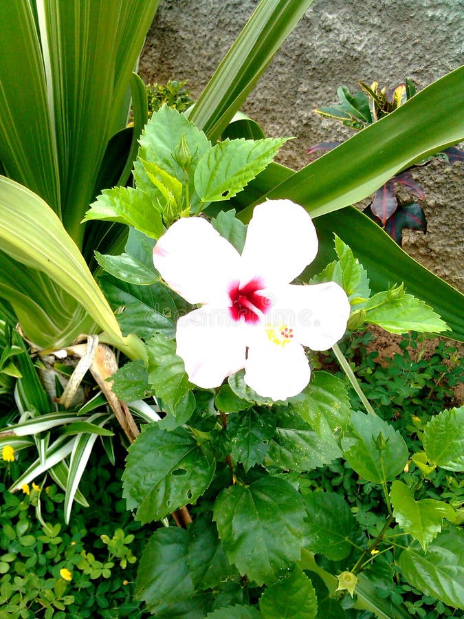 Flor Cayena Rosa Claro Palido Stock Photo - Image of palido, centro ...
