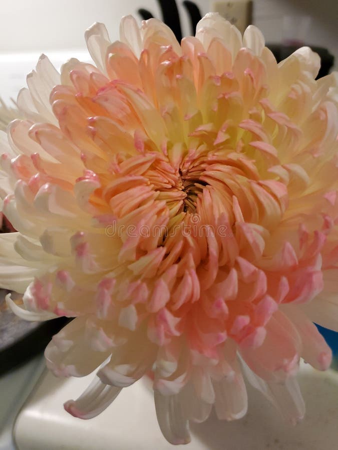 Flower Pino White Beautiful Wow Stock Image - Image of white, beautiful ...