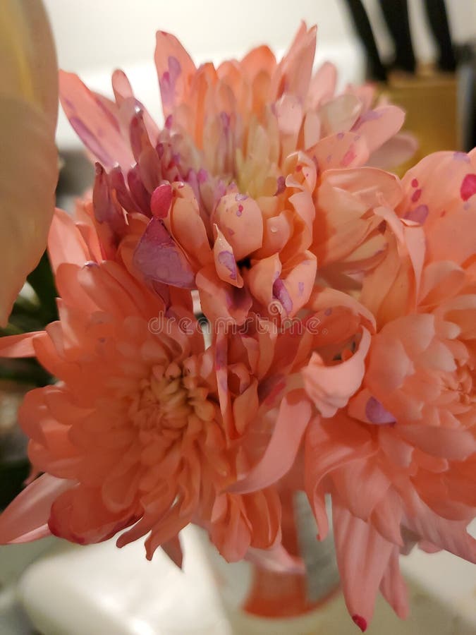 Flower Pino White Beautiful Wow Stock Image - Image of flower, pino ...