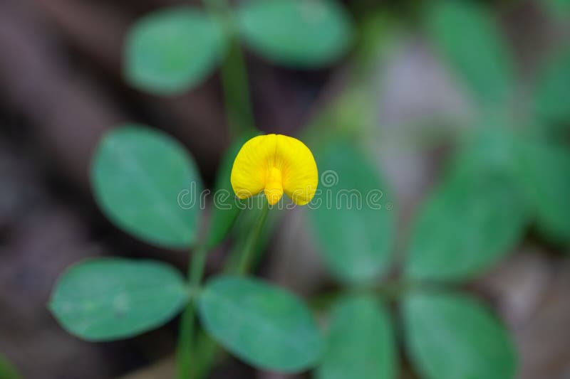 Flower of a Pinto Peanut, Arachis Pintoi Stock Photo - Image of pintoi ...