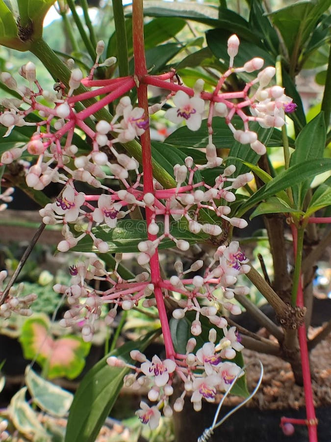 Flower plan beautiful stock image. Image of garden, tree - 240484631