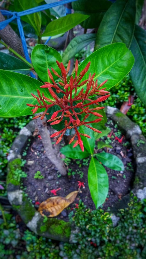 Flower Plan Lilac Veronica Garden Stock Photo - Image of flower, plan ...