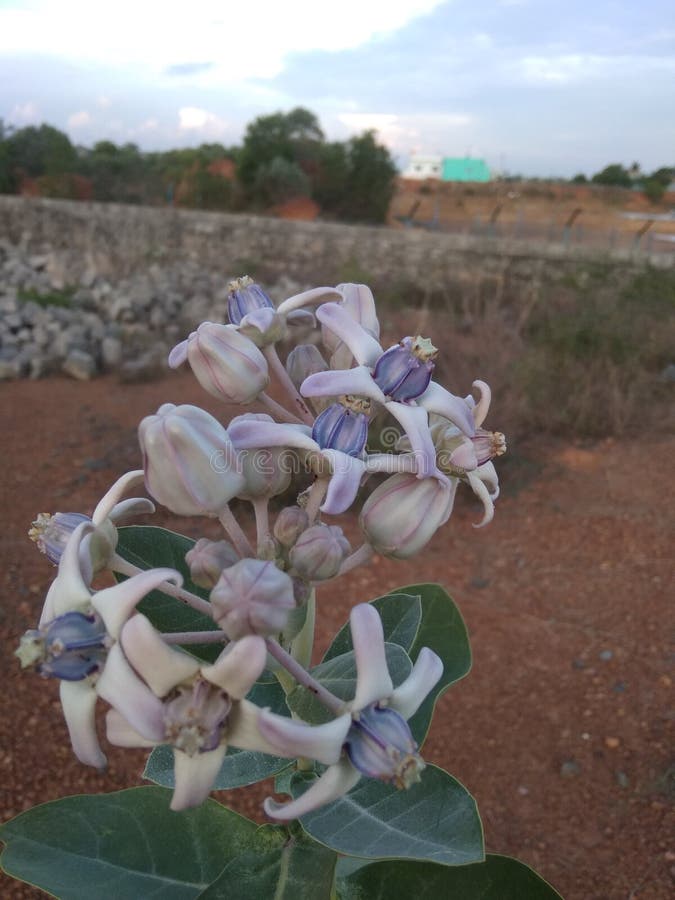 Flower,plant, Blossom, Super Stock Image - Image of herb, lilac: 182597877