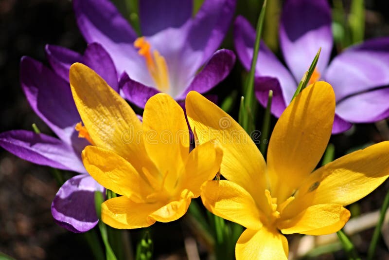 Flower, Plant, Crocus, Yellow Picture. Image: 114227433