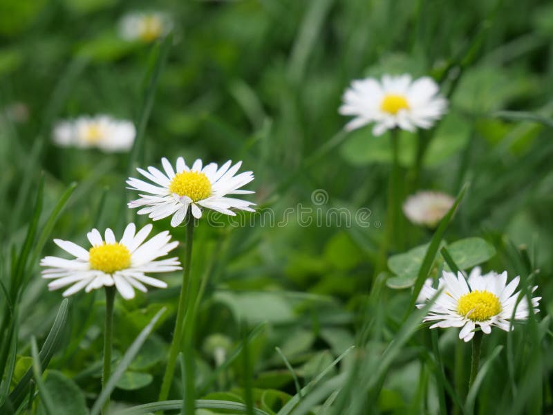 Flower, Plant, Daisy Family, Grass Picture. Image: 118325210