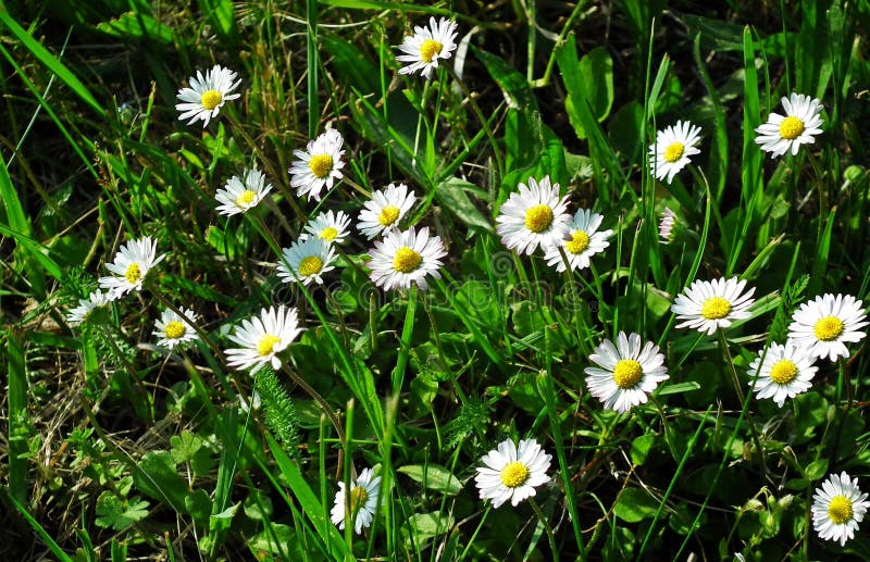 Flower, Plant, Flora, Daisy Family Stock Image - Image of daisy, spring ...