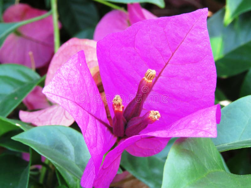 Flower, Plant, Flora, Leaf Picture. Image: 100254263