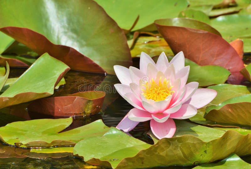 Flower, Plant, Flora, Leaf Picture. Image: 100570937