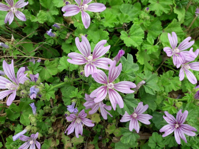 Flower, Plant, Flora, Malva Picture. Image: 132188109