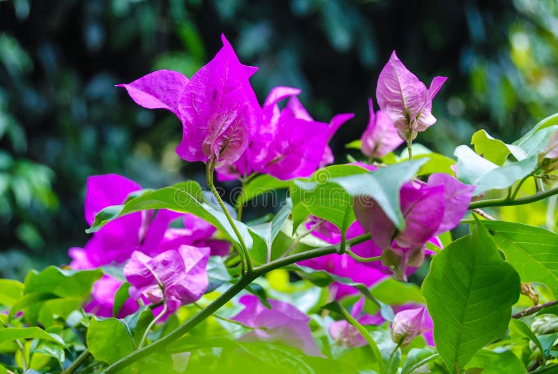 Flower, Plant, Flora, Pink Picture. Image: 112840723