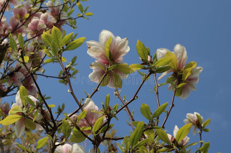 Flower, Plant, Flora, Spring Picture. Image: 115287212