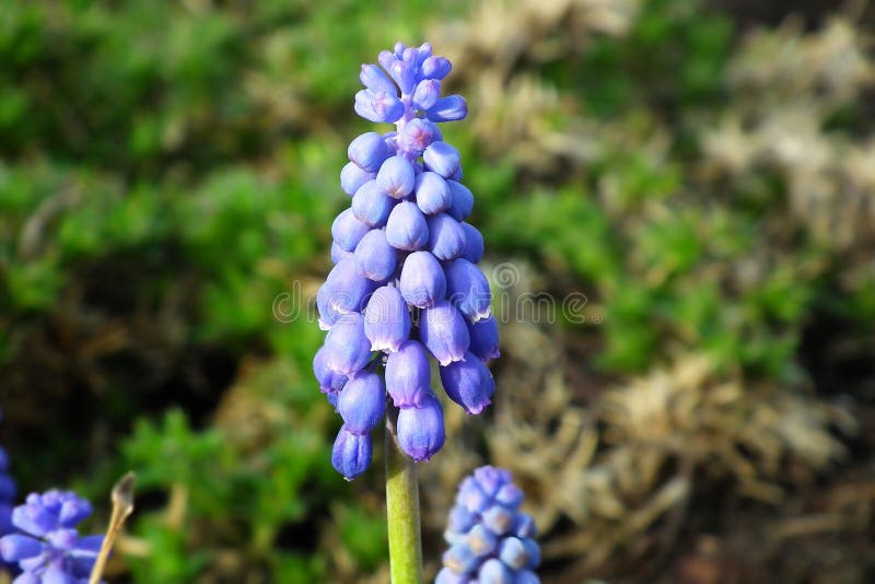 Flower, Plant, Flora, Spring Picture. Image: 115287312