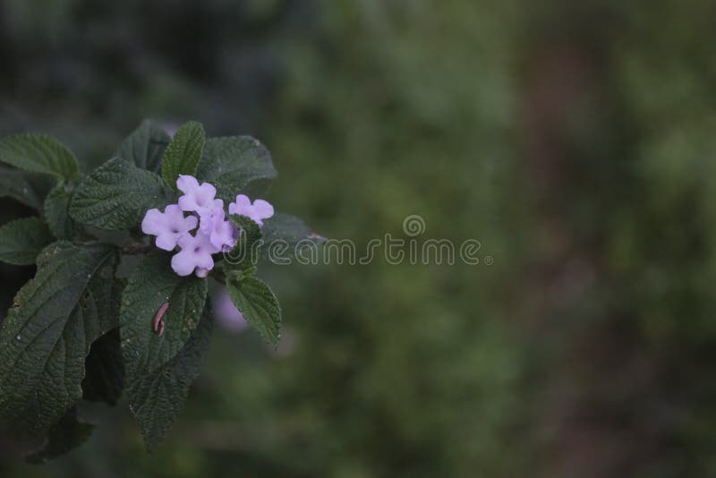 Flower, Plant, Flora, Subshrub Picture. Image: 116884613