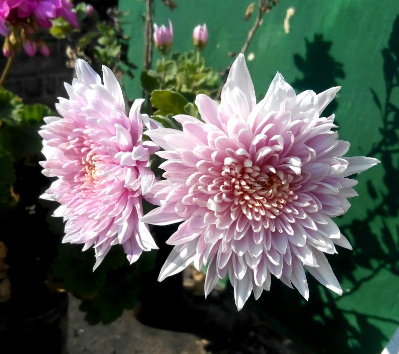 Flower, Plant, Flowering Plant, Chrysanths Picture. Image: 124939088