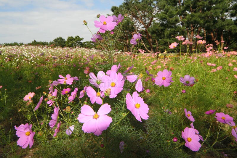Flower, Plant, Flowering Plant, Ecosystem Stock Image - Image of plant ...