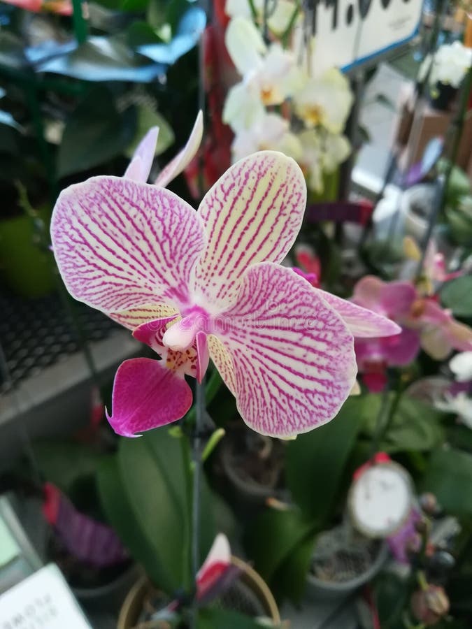 Flower, Plant, Flowering Plant, Flora Picture. Image: 116884465