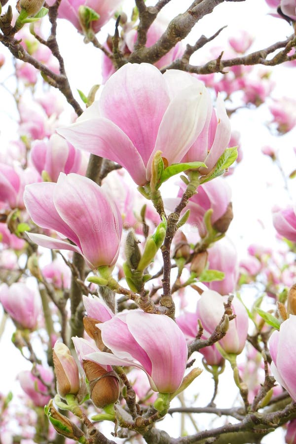 Plant, Flower, Flowering Plant, Pink Picture. Image: 112041368