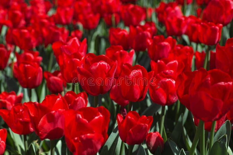 Flower, Plant, Flowering Plant, Red Stock Photo - Image of spring ...