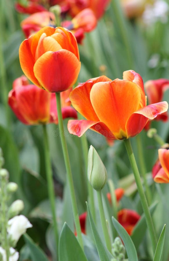 Flower, Plant, Flowering Plant, Tulip Picture. Image: 106403006