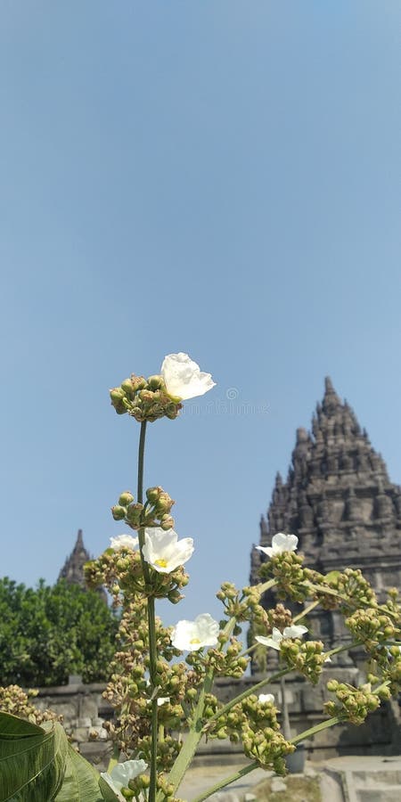 Flower , Plant , Garden , Temple Stock Photo - Image of tree, tower ...
