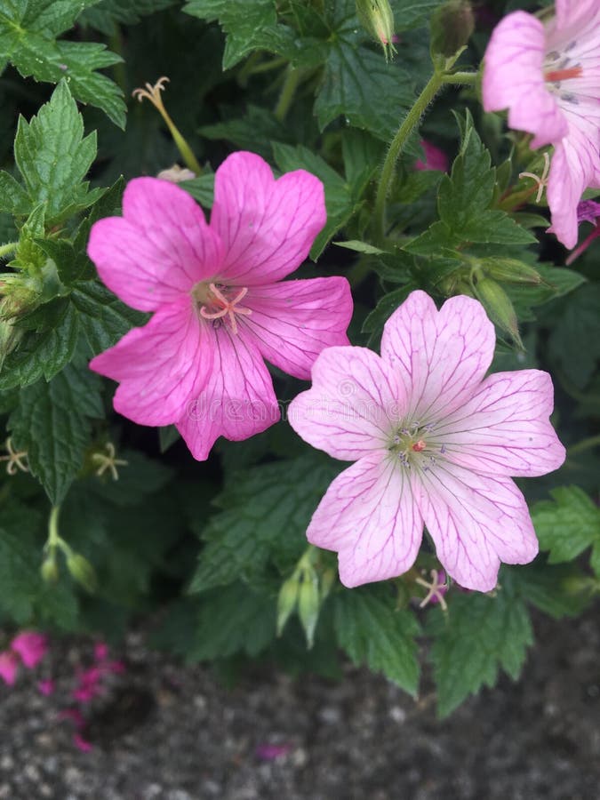 Flower, Plant, Geranium, Geraniales Picture. Image: 118779917