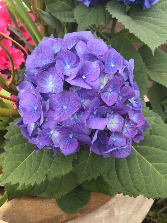Flower, Plant, Hydrangea, Flowering Plant Picture. Image: 116069532