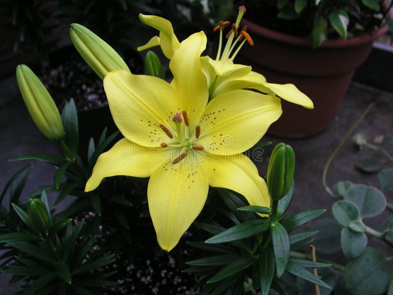 Flower, Plant, Lily, Yellow Stock Photo - Image of petal, flower: 120483212