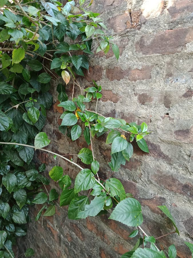 Flower Plant Looking Beautiful by the Side of a Wall Stock Photo ...