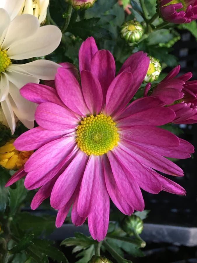Flower, Plant, Marguerite Daisy, Flowering Plant Picture. Image: 135806730
