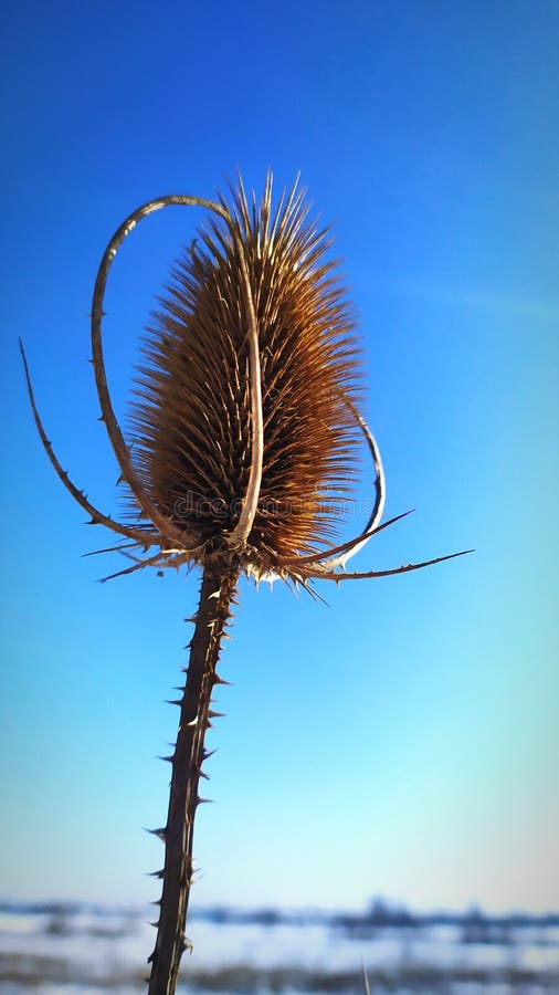 Flower, Plant, Nature, Twig, Sky, Blue, Bur Stock Image - Image of ...