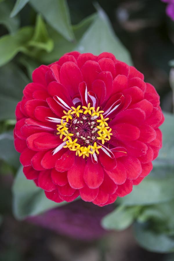 Flower, Plant, Petal, Flora Picture. Image: 112060855