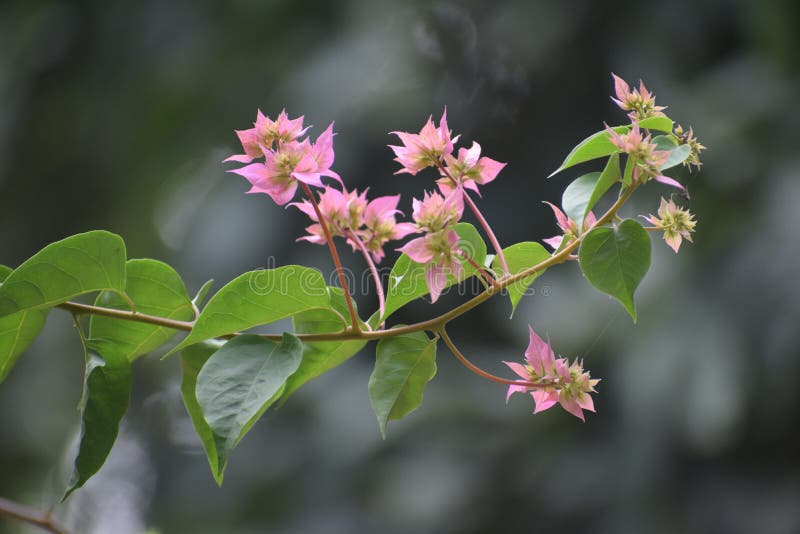 Flower Plant Pink Beautiful Nice Stock Image - Image of flower ...
