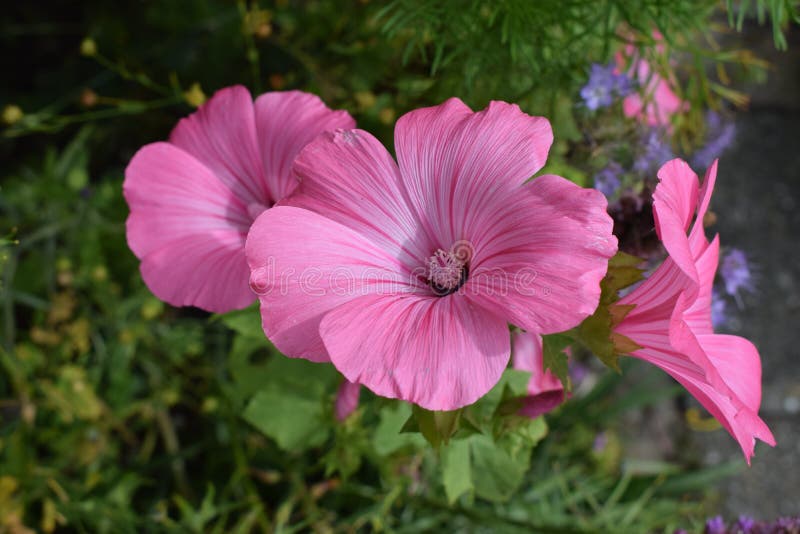 Flower, Plant, Pink, Flora stock image. Image of wildflower - 113161265