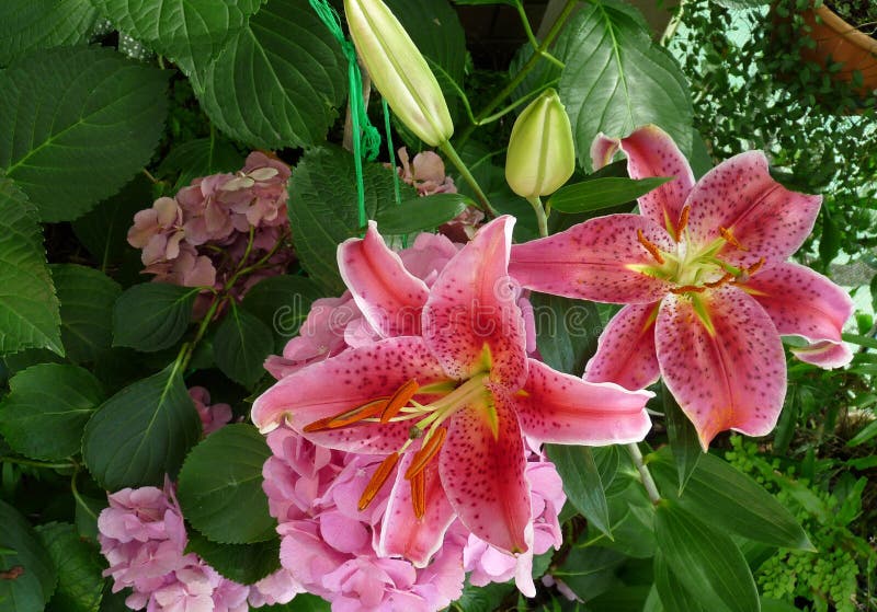 Flower, Plant, Pink, Lily Picture. Image: 125457158