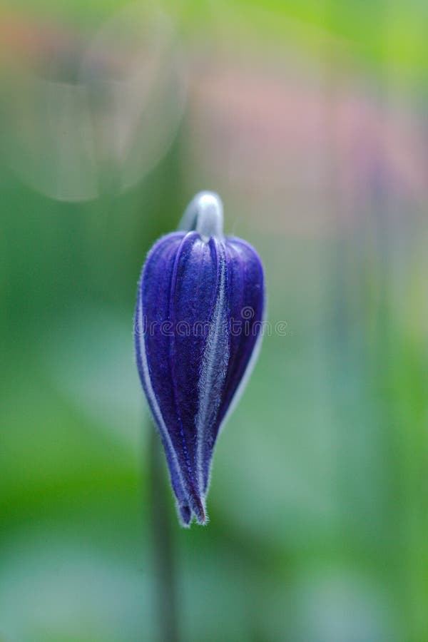 Flower, Plant, Purple, Bud stock image. Image of flora - 114867063