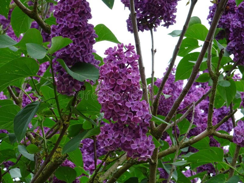 Flower, Plant, Purple, Lilac Picture. Image: 117729433