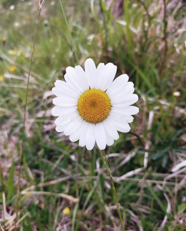 Flower, Plant, Spring, Daisy, Nature Stock Image - Image of flower ...