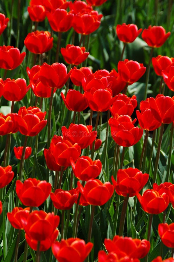 Flower, Plant, Tulip, Flowering Plant Picture. Image: 114713990