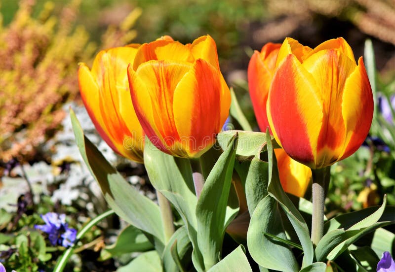 Flower, Plant, Tulip, Flowering Plant Picture. Image: 115316760