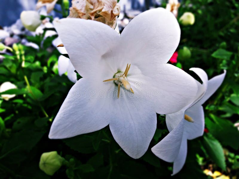 Flower, Plant, White, Flora Picture. Image: 133462787