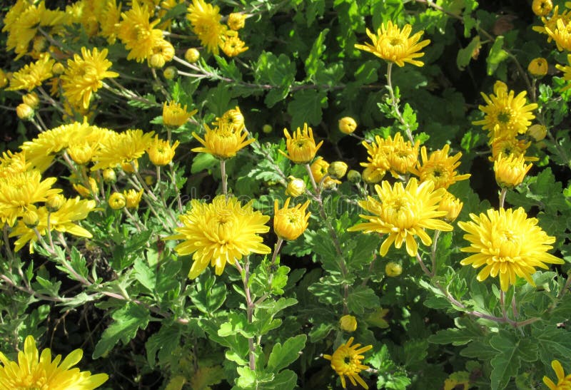Flower, Yellow, Plant, Daisy Family Picture. Image: 136081158