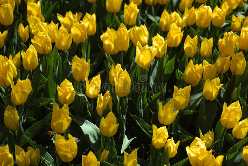 Flower, Plant, Yellow, Flowering Plant Stock Image - Image of spring ...