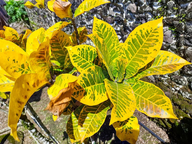 A Flower Plant with Yellow Leaves with a Star-shaped Pattern Stock ...