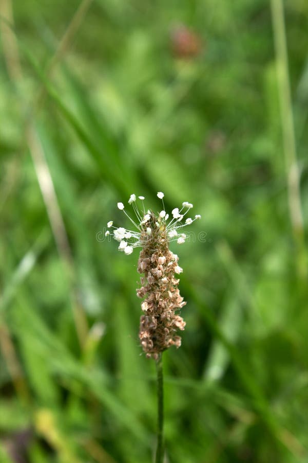 The Flower of the Plantain Lanceolate Stock Image - Image of beauty ...