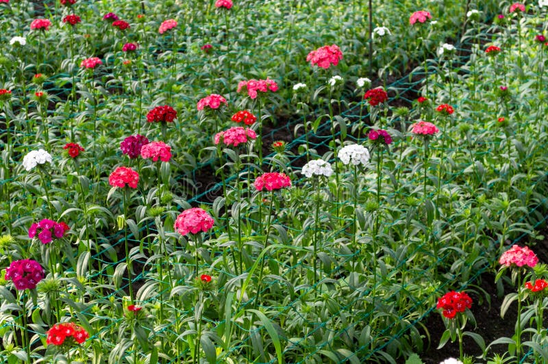Flower Plantation in a Greenhouse Image Stock Stock Image - Image of ...