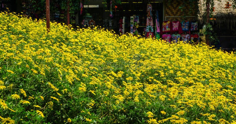 Flower Plantation in Spring Stock Image - Image of industry, natural ...