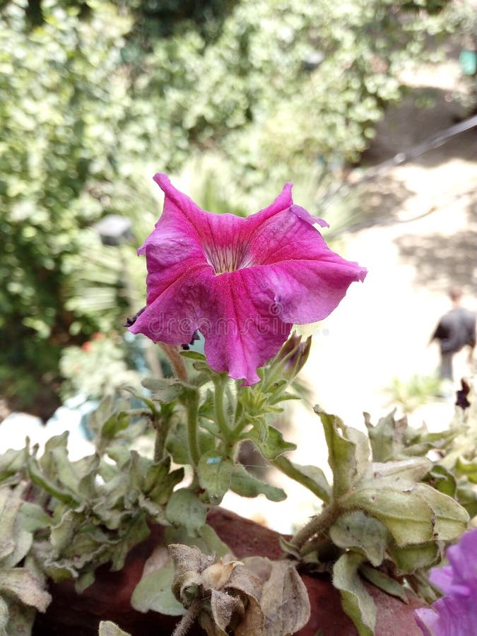 Flower. stock photo. Image of source, respect, plants - 77928584