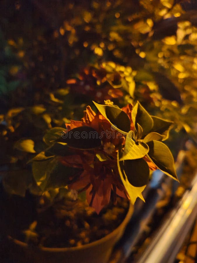 Flower Plants Under Street Lights Stock Photo - Image of fresh, floral ...