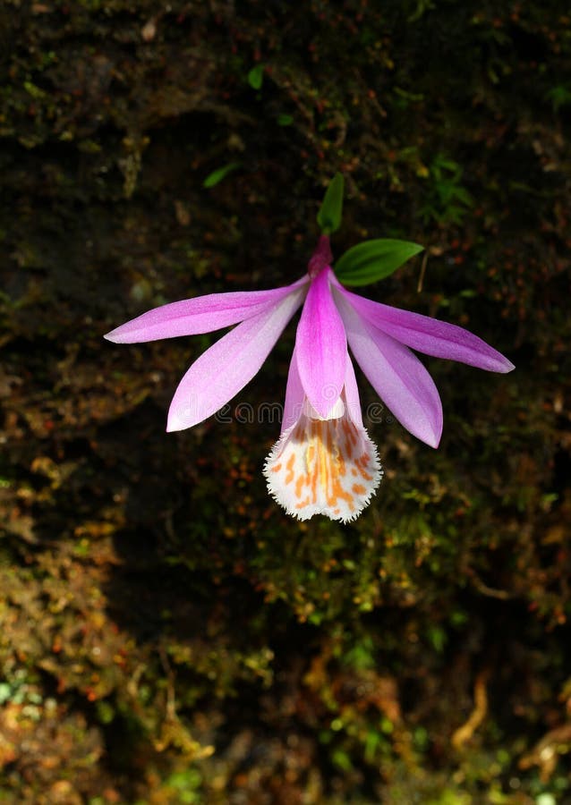 Flower(Pleione formosana) stock image. Image of gorgeous - 20356931
